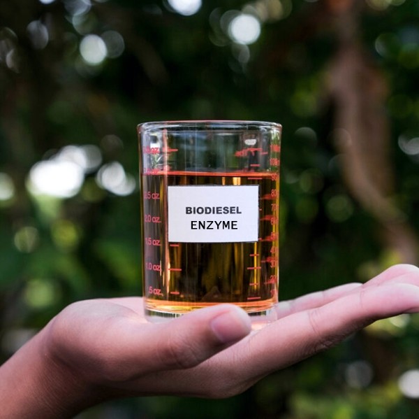 1 กิโลกรัม Biodiesel การผลิตเอนไซม์นําทาง การแก้ไขพลังงานที่สามารถปรับ ...